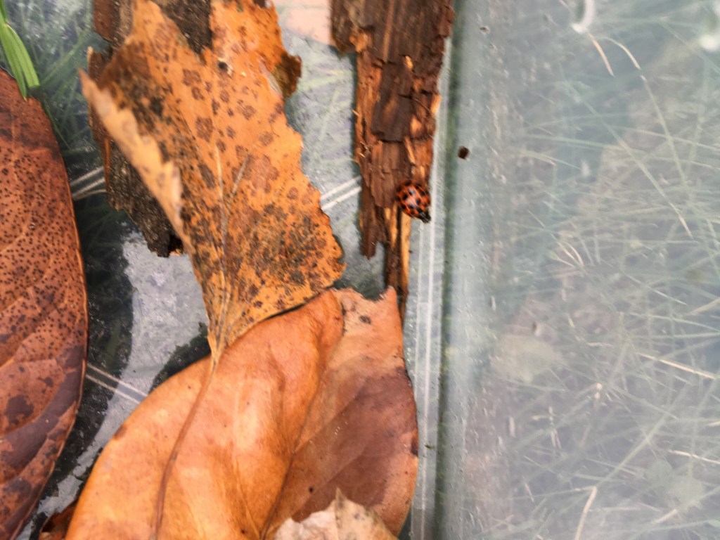 How to Make a MiniBeast Garden with the Kids – The SEN Resources Blog