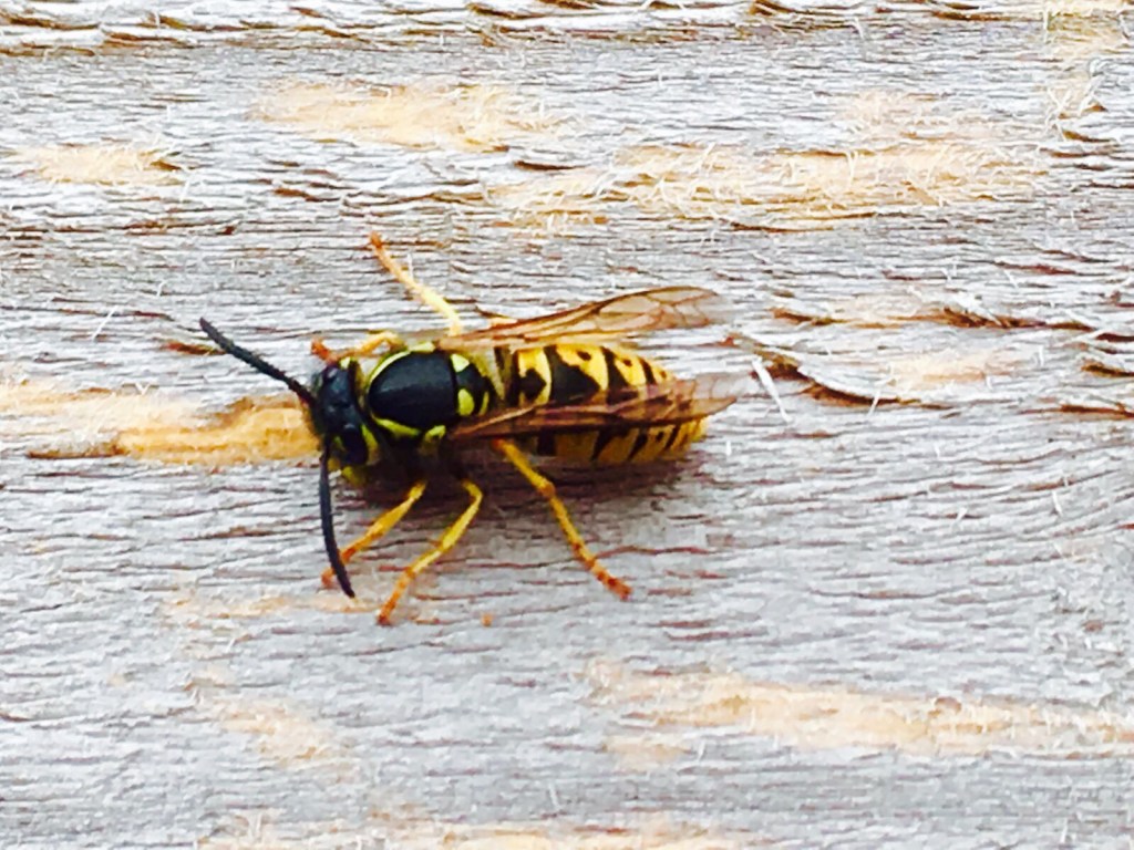 What can Children Learn from a Minibeast Hunt? – The SEN Resources Blog