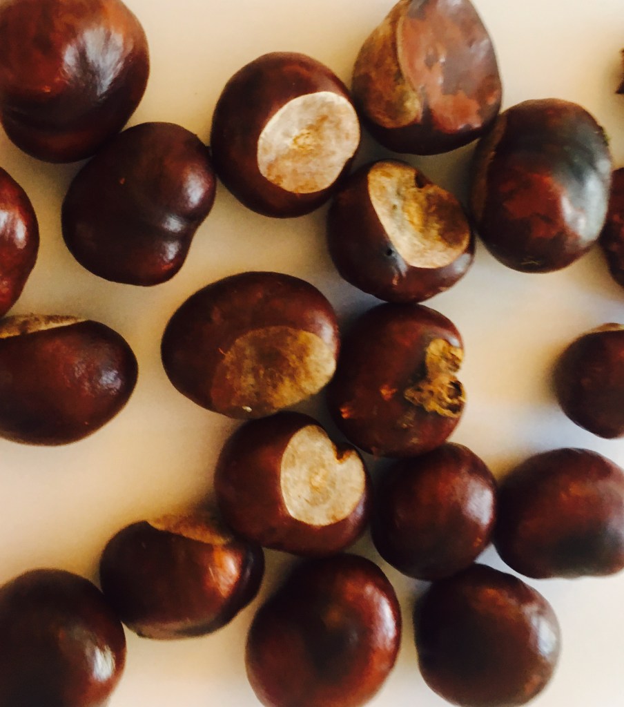 What Can You Do or Make With Conkers? (Craft Activities in Pictures ...